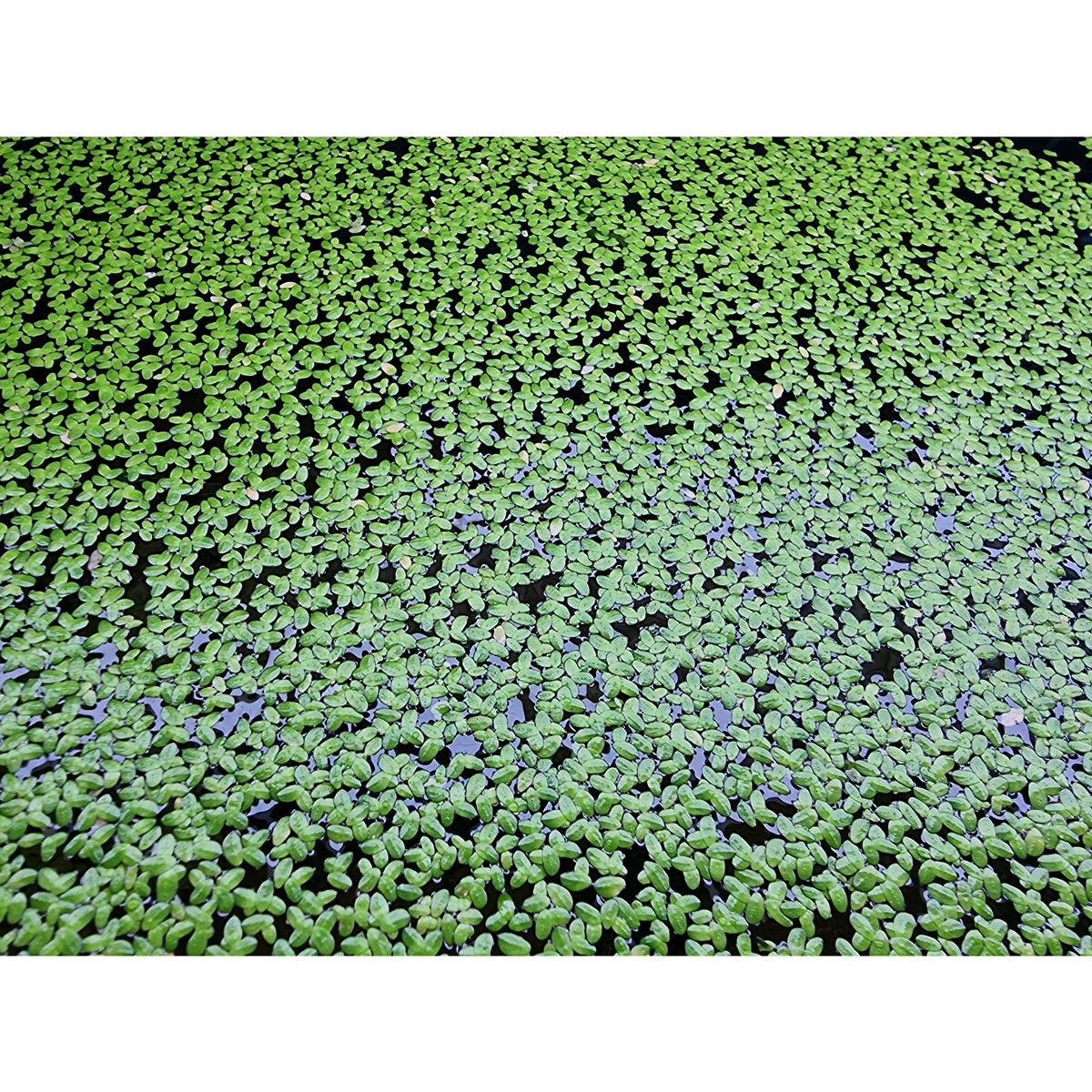 Pikkulimaska (Lemna minor) – Tampereen Akvaariokala