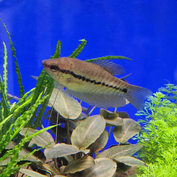 Seeprarihmakala (Trichogaster pectoralis) – Tampereen Akvaariokala